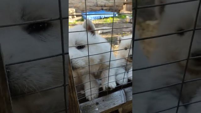 НАШИ БШО/БЕЛАЯ ШВЕЙЦАРСКАЯ ОВЧАРКА