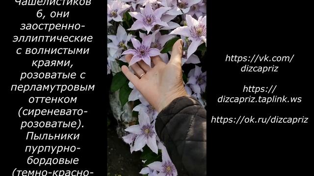 КЛЕМАТИС Хегли Хайбрид  #ирисы #лилейники #клематисы