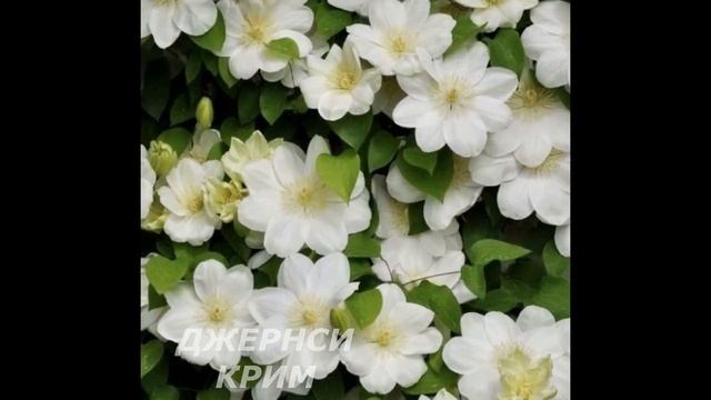Обзор сортов клематисов #клематисы #лилейники #ирисы