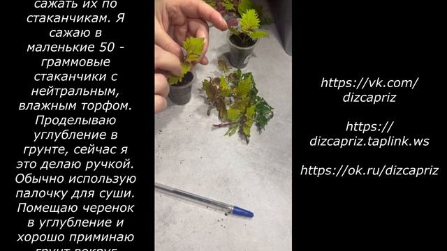Укоренение черенков Колеуса.