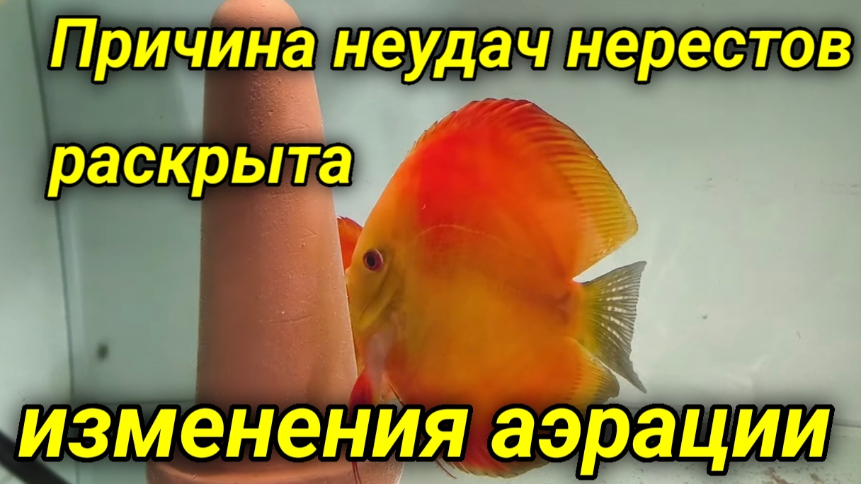 Недельные новости разводни 12 октября