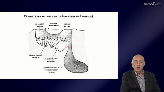 1. Структура, функции и роль в поведении. Сенсорные системы рыб - Касумян А.О. Teach-in.