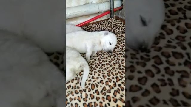 НАШИ БШО