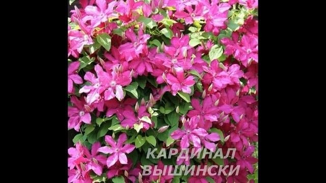 Обзор сортов клематисов #клематисы #лилейники #ирисы