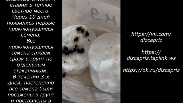 СЕЕМ ЛИЛЕЙНИКИ.