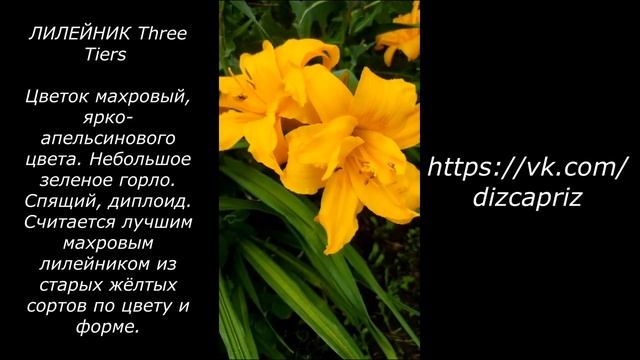 ЛИЛЕЙНИК Three Tiers  #ирисы #клематисы #лилейники