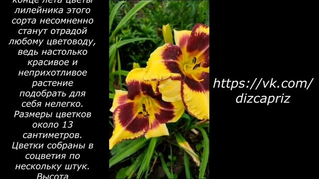ЛИЛЕЙНИК EL DESPERADO  #ирисы #клематисы #лилейники