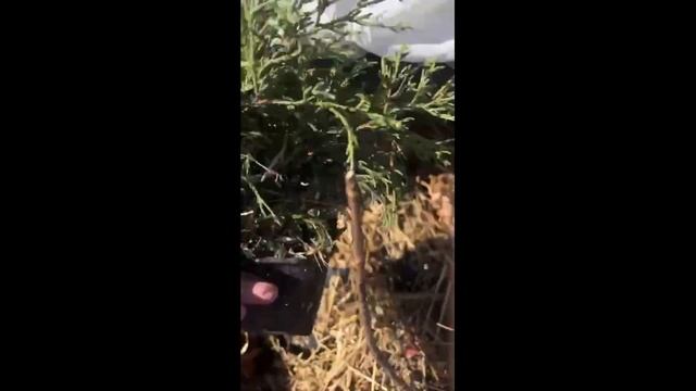 ЗИМОВКА САЖЕНЦЕВ БЕЗ ПРИКОПА