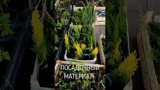 САЖЕНЦЫ НА ОТПРАВКУ #лилейники #ирисы #клематисы