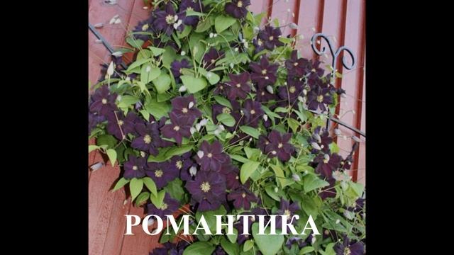 Обзор сортов клематисов #клематисы #лилейники #ирисы