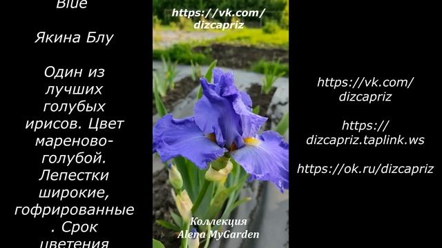 Ирис Yaquina Blue  #ирисы #клематисы #лилейники