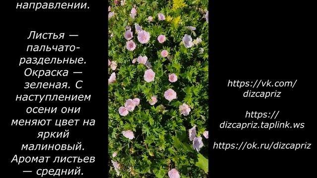Герань «Стриатум»