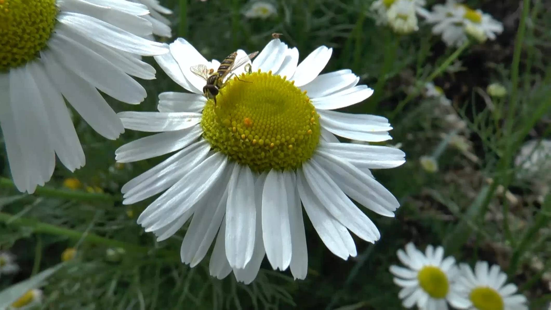 Соловецкие миниатюры_2014_ч.6