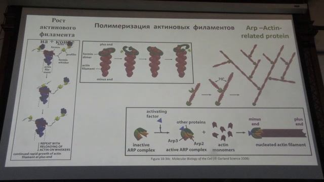 7. Клеточная биология. Онищенко Г. Е. Teach-in.