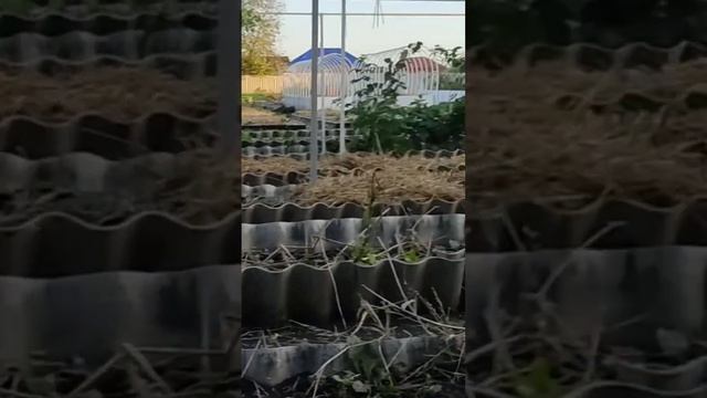 НАШИ БШО/БЕЛАЯ ШВЕЙЦАРСКАЯ ОВЧАРКА