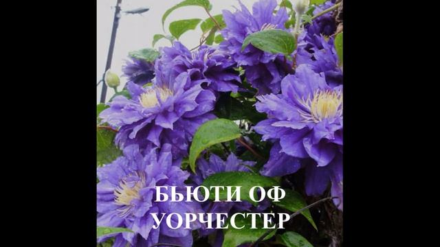 Обзор сортов клематисов #клематисы #лилейники #ирисы