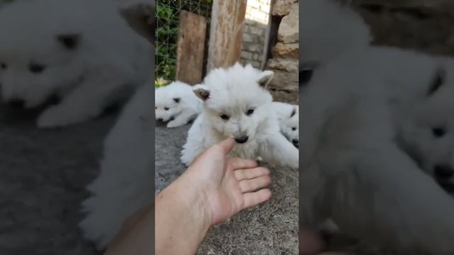 НАШИ БШО/БЕЛАЯ ШВЕЙЦАРСКАЯ ОВЧАРКА