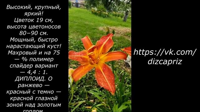 Лилейник спайдер Beware The Wizard   #ирисы #растенияпочтой #клематисы #лилейники