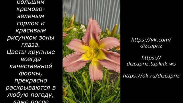 ЛИЛЕЙНИК Star of Fantasy  #ирисы #лилейники