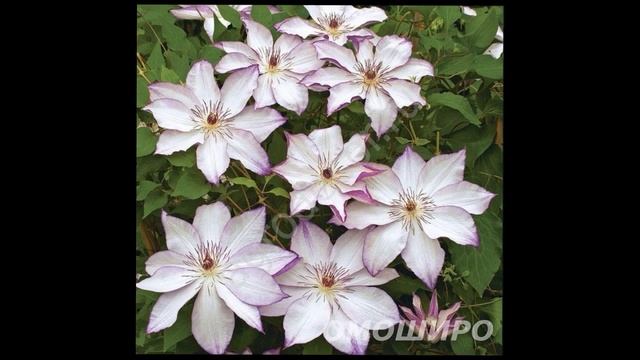 Обзор сортов клематисов #клематисы #ирисы #лилейники