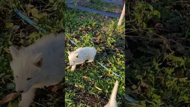 НАШИ БШО/БЕЛАЯ ШВЕЙЦАРСКАЯ ОВЧАРКА