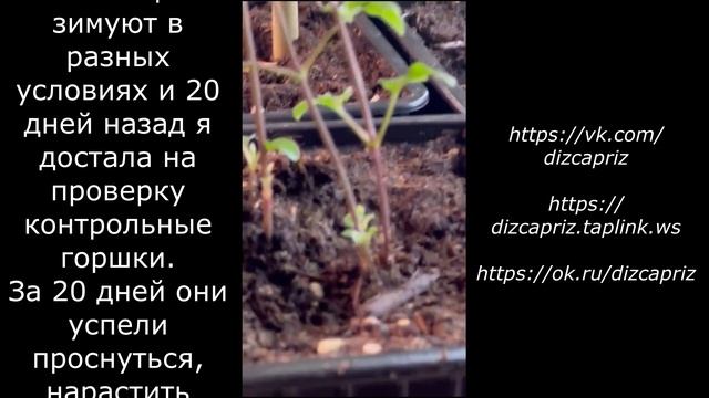 Саженцы клематисов #клематисы #лилейники #ирисы