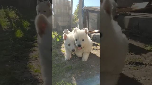 НАШИ БШО/БЕЛАЯ ШВЕЙЦАРСКАЯ ОВЧАРКА