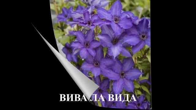 Обзор сортов клематисов #клематисы #лилейники #ирисы