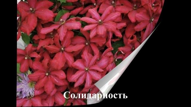 Обзор сортов клематисов #клематисы #лилейники #ирисы