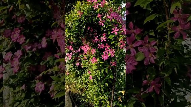 Цветущий рай с AlenaMyGarden