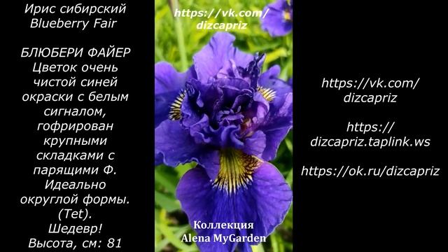 Ирис сибирский Blueberry Fair  #ирисы #клематисы #лилейники