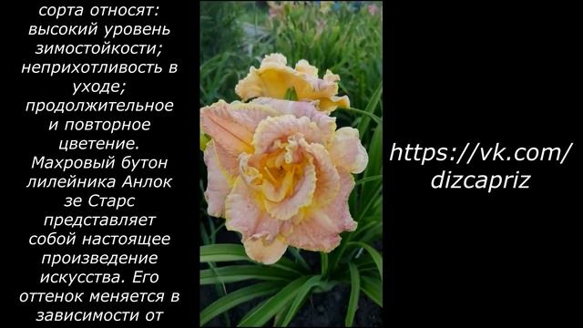 ЛИЛЕЙНИК UNLOCK THE STARS  #ирисы #клематисы #лилейники