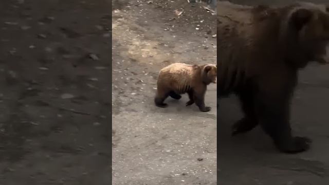 Медведь гуляет