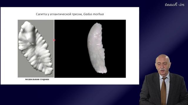 5. Механорецепция. Сенсорные системы рыб - Касумян А.О. Teach-in.