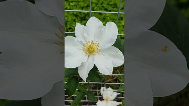 Клематис ТОКИ