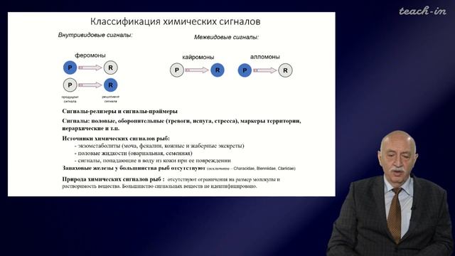 2. Обонятельная система рыб. Сенсорные системы рыб - Касумян А.О. Teach-in.