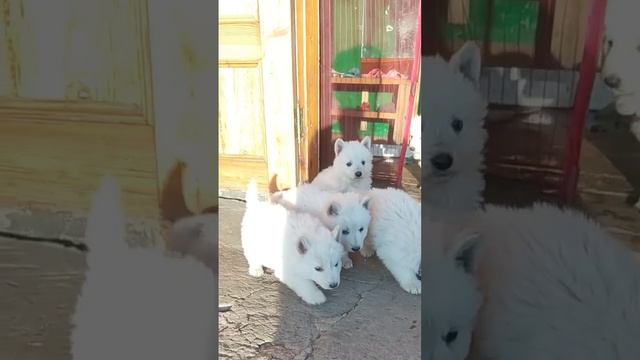 НАШИ БШО/БЕЛАЯ ШВЕЙЦАРСКАЯ ОВЧАРКА