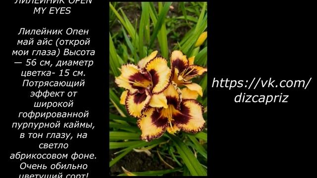 ЛИЛЕЙНИК OPEN MY EYES   #ирисы #растенияпочтой #клематисы #лилейники