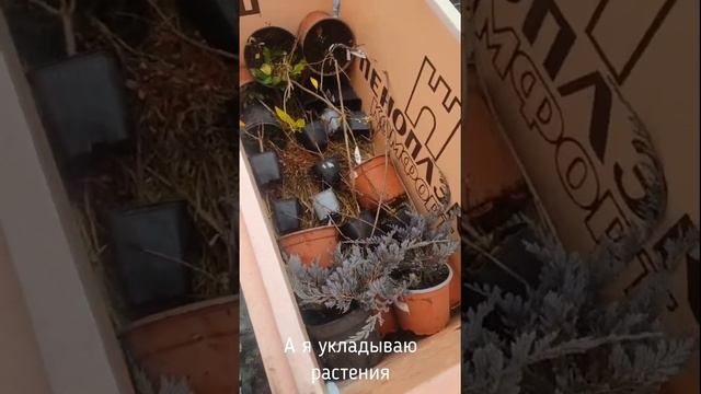 ЗИМОВКА САЖЕНЦЕВ
