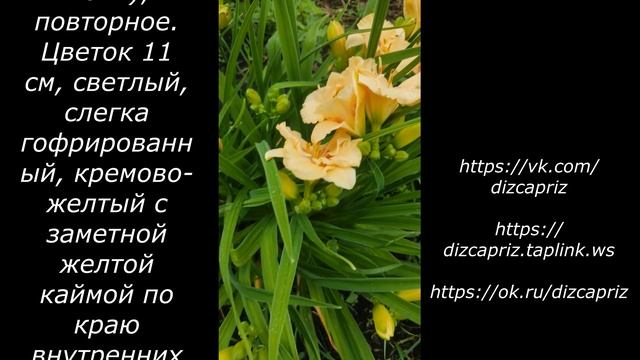 ЛИЛЕЙНИК CUSTARD CANDY  #ирисы #клематисы #лилейники