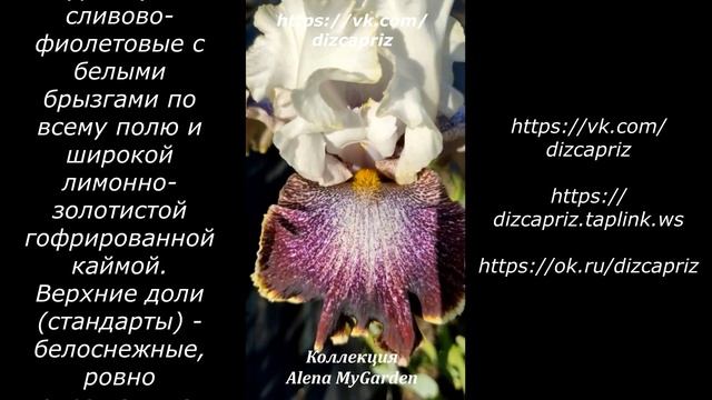 ИРИС CARNIVAL RIDE  #ирисы #клематисы #лилейники