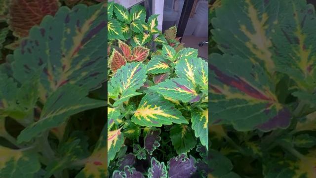 Необыкновенная красота вегетативных Колеусов!#лилейники #клематисы #ирисы