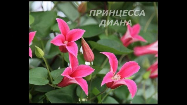 Обзор сортов клематисов #клематисы #ирисы #лилейники