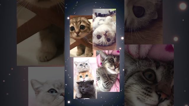 Ми!лахи! #2
