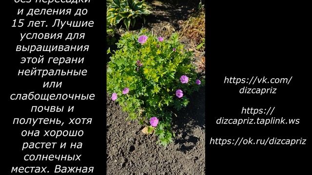 Герань Макс Фрай #ирисы #клематисы #лилейники