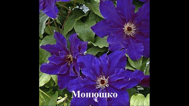 Обзор сортов клематисов #клематисы #лилейники #ирисы
