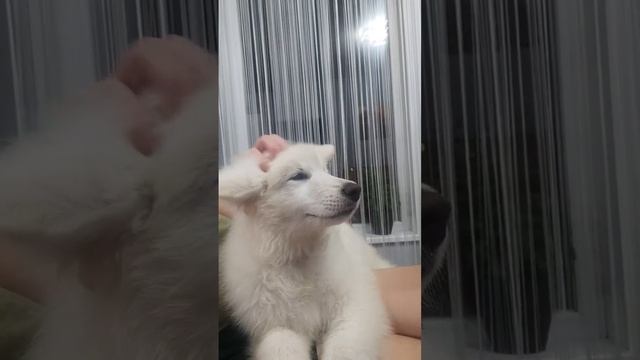 НАШИ БШО/БЕЛАЯ ШВЕЙЦАРСКАЯ ОВЧАРКА