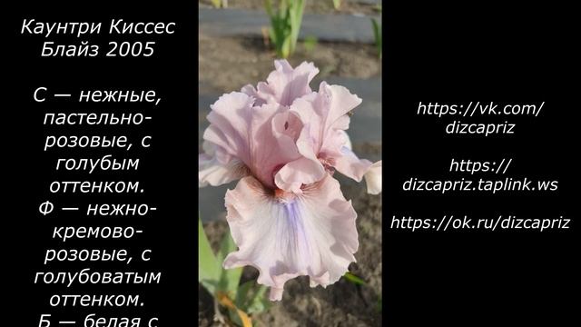 ИРИС COUNTRY KISSES  #ирисы #клематисы #лилейники