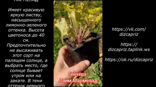 ГЕЙХЕРА ЛАЙМ МАРМЕЛАД. Обзор саженцев. #ирисы #клематисы #лилейники