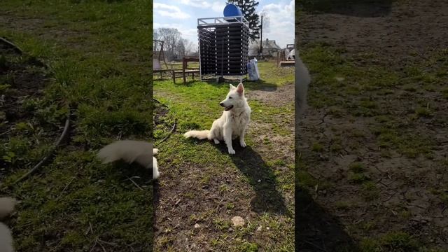 НАШИ БШО/БЕЛАЯ ШВЕЙЦАРСКАЯ ОВЧАРКА